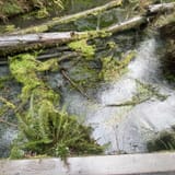 Hall of Mosses Trail, Washington - 5,234 Reviews, Map | AllTrails