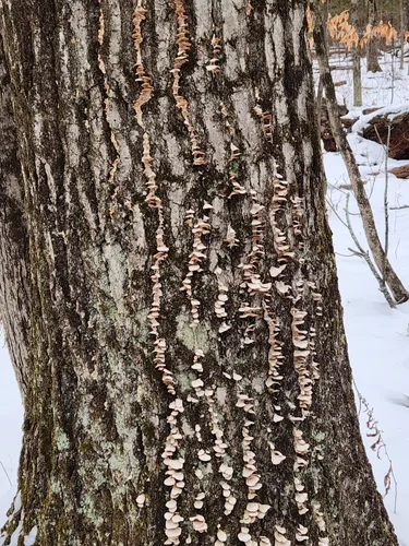 Best Forest Trails in Painted Post | AllTrails