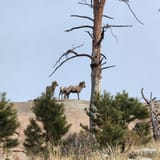 Gill Trail, Colorado - 302 Reviews, Map | AllTrails