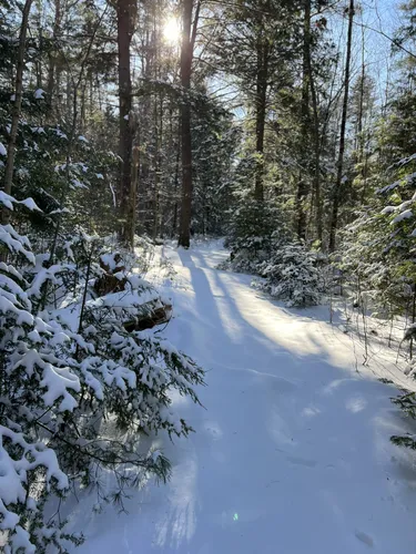 Best Hikes and Trails in Rines Forest | AllTrails