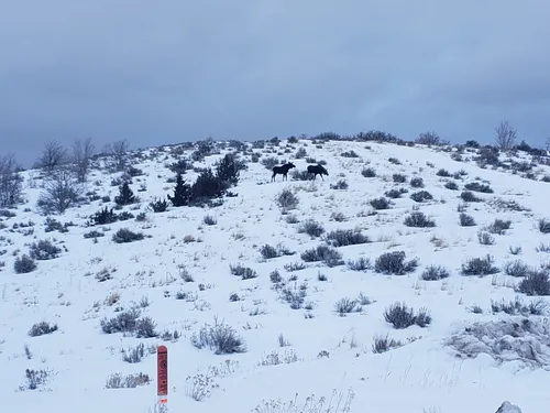 Best Hikes and Trails in Emigration Canyon | AllTrails