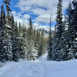 Butler Gulch Trail, Colorado - 2,490 Reviews, Map | AllTrails