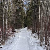 Fenland Trail, Alberta, Canada - 778 Reviews, Map | AllTrails