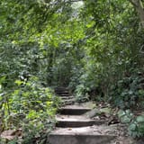 Penang Hill via Moongate - Wild Boar - Moniot, Penang, Malaysia - 229 ...
