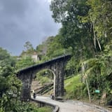 Penang Hill via Moongate - Wild Boar - Moniot, Penang, Malaysia - 278 ...