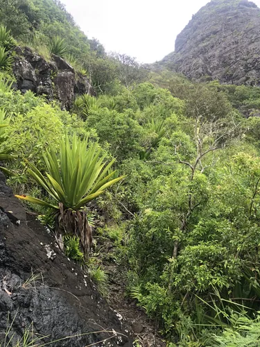 Best Hikes and Trails in Vacoas-Phoenix | AllTrails