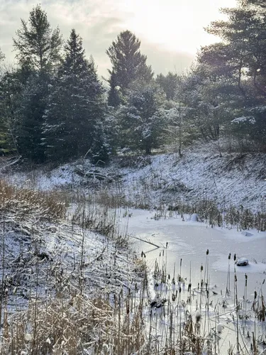 Best Kid Friendly Trails in Copeland Forest | AllTrails