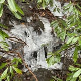 Hard Times Loop, North Carolina - 1,551 Reviews, Map | AllTrails