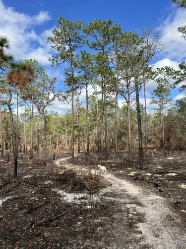 Best Hikes and Trails in Croom Wildlife Management Area | AllTrails