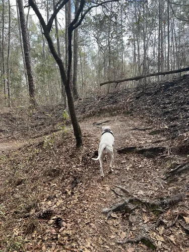 Best Hikes and Trails in Croom Wildlife Management Area | AllTrails