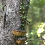 Reef Bay Trail, Saint John, US Virgin Islands - 916 Reviews, Map ...