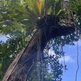 Reef Bay Trail, Saint John, US Virgin Islands - 916 Reviews, Map ...