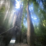 Reef Bay Trail, Saint John, US Virgin Islands - 916 Reviews, Map ...