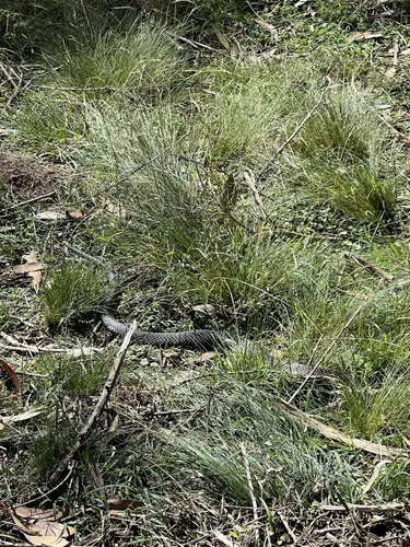 Best Hikes and Trails in Moonan Brook | AllTrails