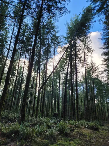 Best Hikes and Trails in Pilchuck Tree Farm | AllTrails