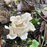 Alger Alps, Washington - 511 Reviews, Map | AllTrails