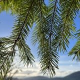 Alger Alps, Washington - 511 Reviews, Map | AllTrails