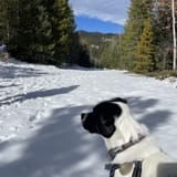 Tallman Ranch via Bridge Creek Trailhead, Colorado - 459 Reviews, Map ...