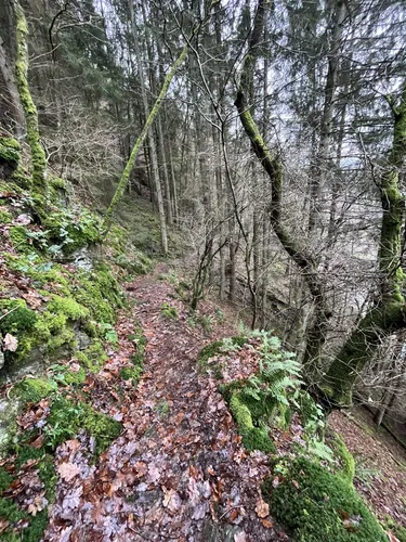 Best Camping Trails in Heiderscheid | AllTrails