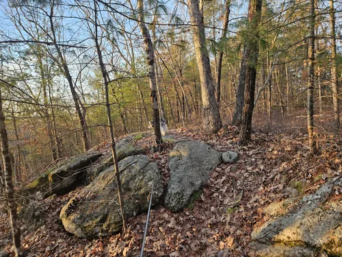 Best Hikes and Trails in Townsend State Forest | AllTrails