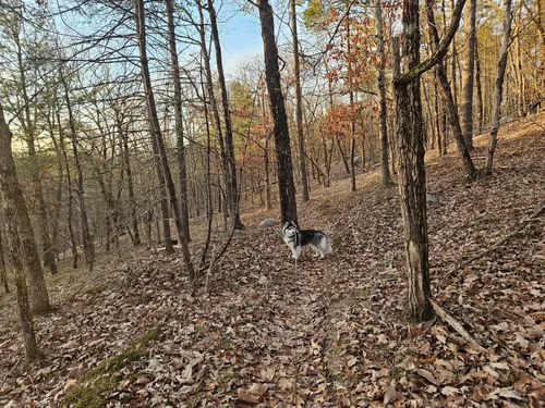 Best Hikes and Trails in Townsend State Forest | AllTrails