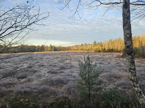 Best Hikes and Trails in Townsend State Forest | AllTrails