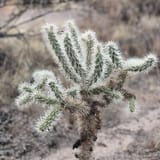 Hawes Ridge Loop, Arizona - 2,501 Reviews, Map | AllTrails