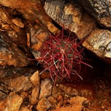 Hawes Ridge Loop, Arizona - 2,501 Reviews, Map | AllTrails