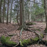 Morrison Trail, Pennsylvania - 225 Reviews, Map | AllTrails