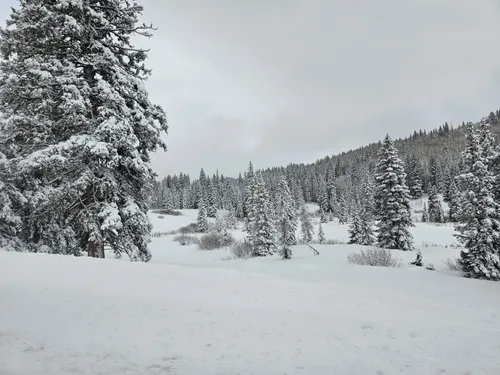 10 Best Snowshoeing Trails in Grand Mesa National Forest | AllTrails