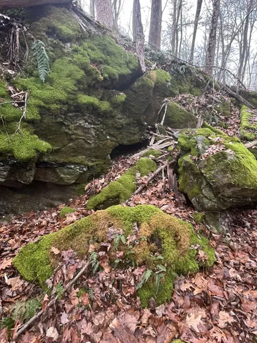 Best Hikes and Trails in Johnsonburg Swamp Preserve | AllTrails