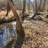 Forty Acre Rock Trail, South Carolina - 515 Reviews, Map | AllTrails