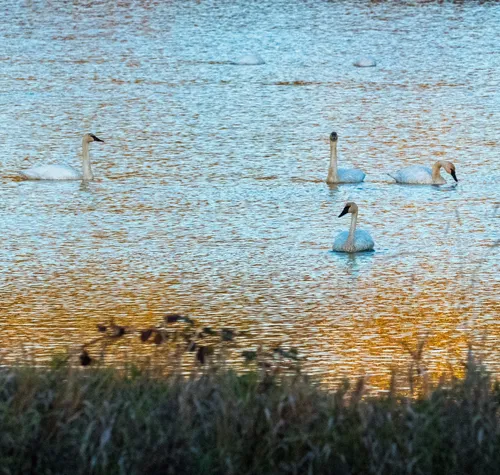 Best Hikes and Trails in Ridgefield National Wildlife Refuge | AllTrails