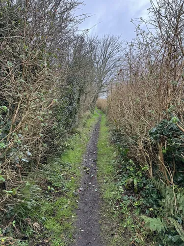 Best Hikes and Trails in Clogheen Marsh Nature Reserve | AllTrails