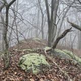 Meshomasic Forest Trail, Connecticut - 101 Reviews, Map | AllTrails