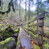Oneonta Gorge Trail, Oregon - 701 Reviews, Map | AllTrails