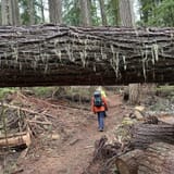 Skookum Flats Trail, Washington - 964 Reviews, Map | AllTrails