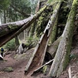 Skookum Flats Trail, Washington - 964 Reviews, Map | AllTrails