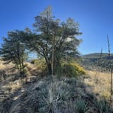 Douglas Spring Camp via Douglas Spring Trail, Arizona - 439 Reviews ...