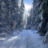 Big Tree Loop, Washington - 48 Reviews, Map | AllTrails