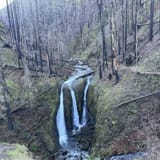 Oneonta Gorge Trail, Oregon - 701 Reviews, Map | AllTrails