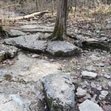 Cheek Bend Bluff View Trail, Tennessee - 790 Reviews, Map | AllTrails