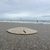 Morris Island Lighthouse Trail, South Carolina - 153 Reviews, Map ...
