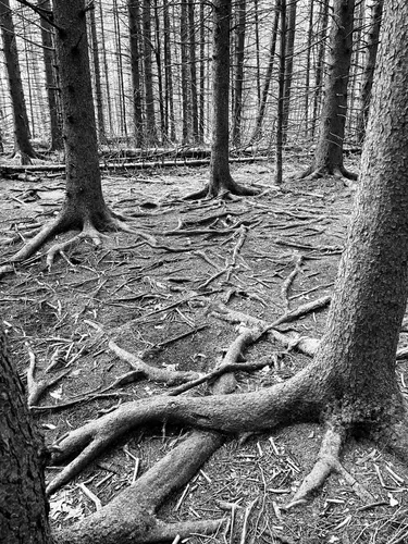 Best Hikes and Trails in Elm Ridge Wild Forest | AllTrails