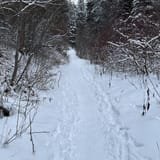 Triple Tree Trail, Montana - 1,169 Reviews, Map | AllTrails