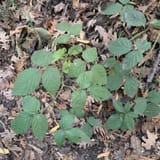 Lost Lake Nature Trail, California - 183 Reviews, Map | AllTrails