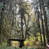 Hall of Mosses Trail, Washington - 5,175 Reviews, Map | AllTrails