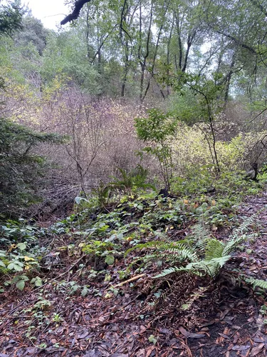 Best Walking Trails in Pogonip Open Space Preserve | AllTrails