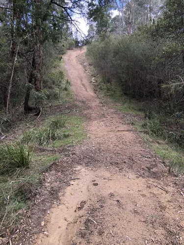 Best Hikes and Trails in Currawong Bush Park | AllTrails