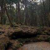 Fugaku Wind Cave - Narusawa Ice Cave Loop: 145 fotos - Yamanashi, Japão ...